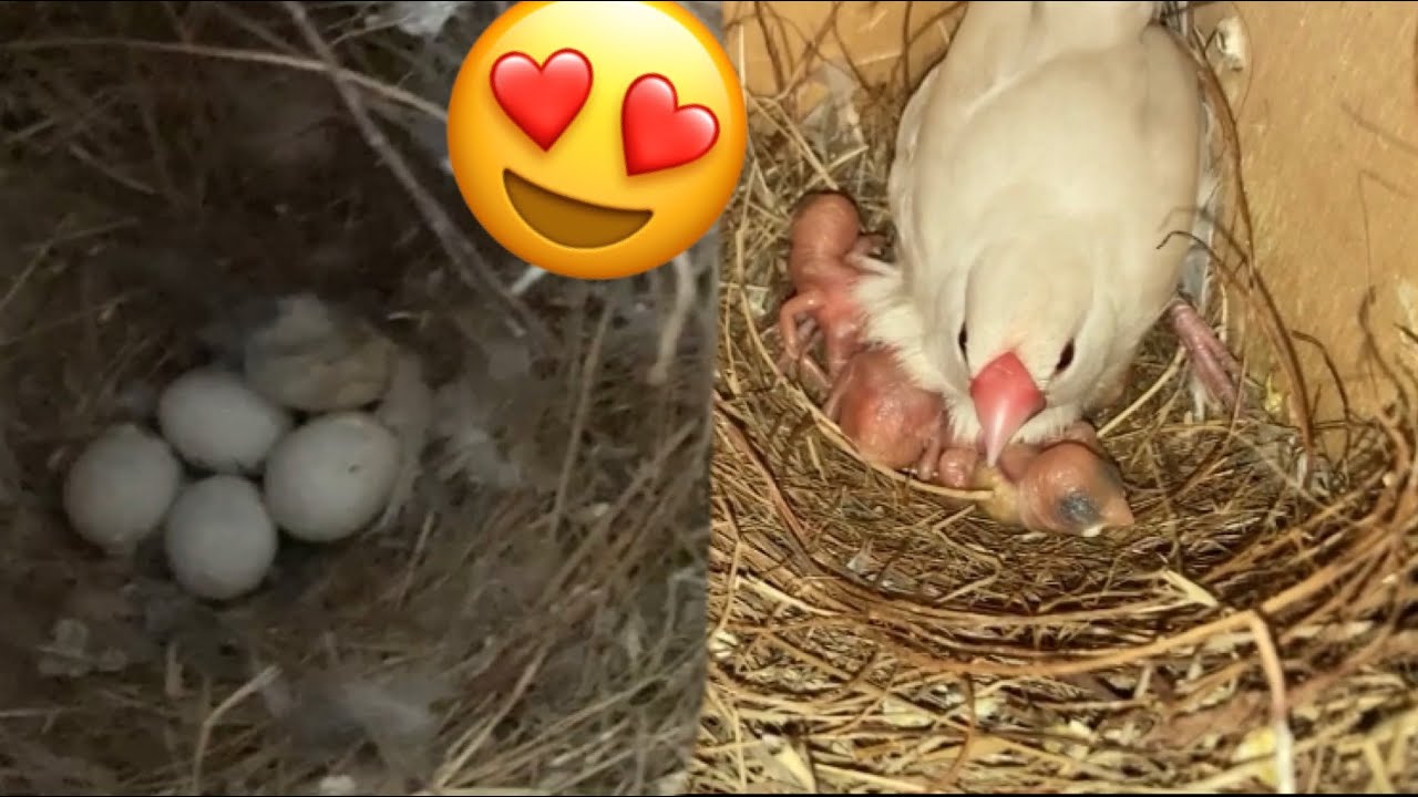 Java and finches breeding progress | rabbits ko apple khilaya - YouTube