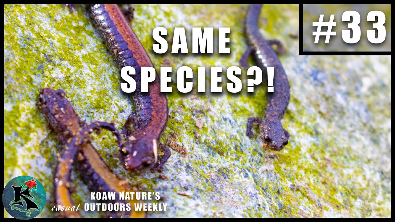 Northern Redback Salamander