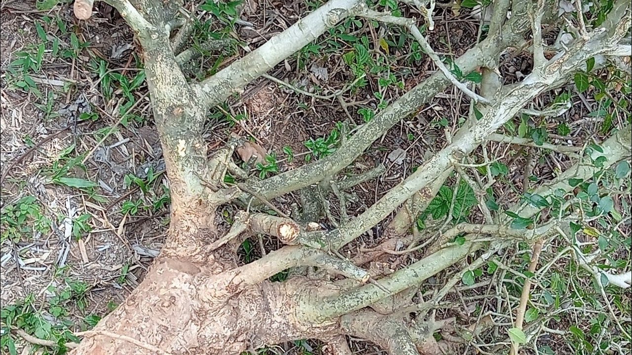 Hunting Streblus Asper For Bonsai Tree @Vinkan_Girl - YouTube