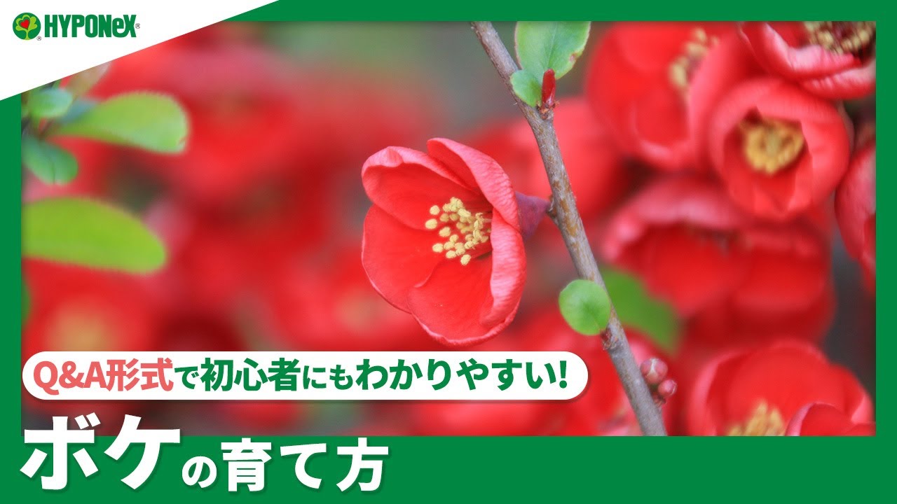 ☘260：【qanda】ボケの育て方｜健康に育てるコツは？水やりや肥料など、日々の管理もご紹介 Youtube