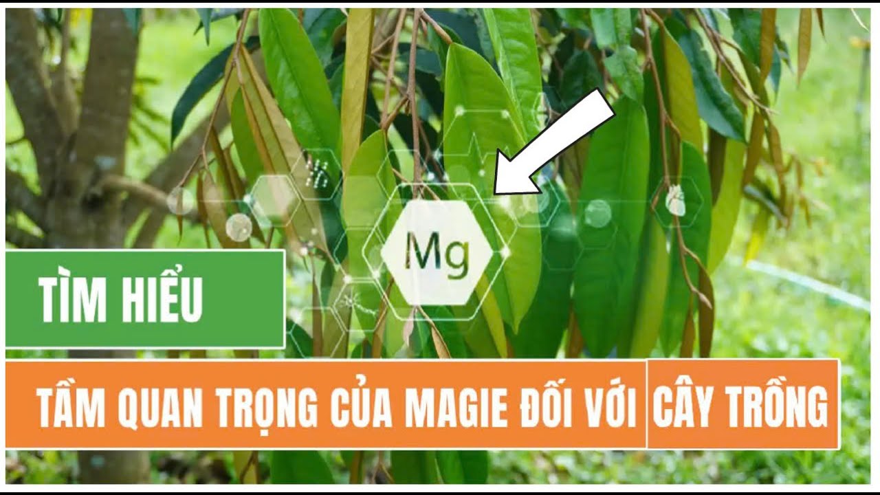 HIỂU TẤT TẦN TẬT VỀ MAGIE (Mg) - CÁCH SỬ DỤNG MAGIE HIỆU QUẢ VÀ HỢP LÍ ...
