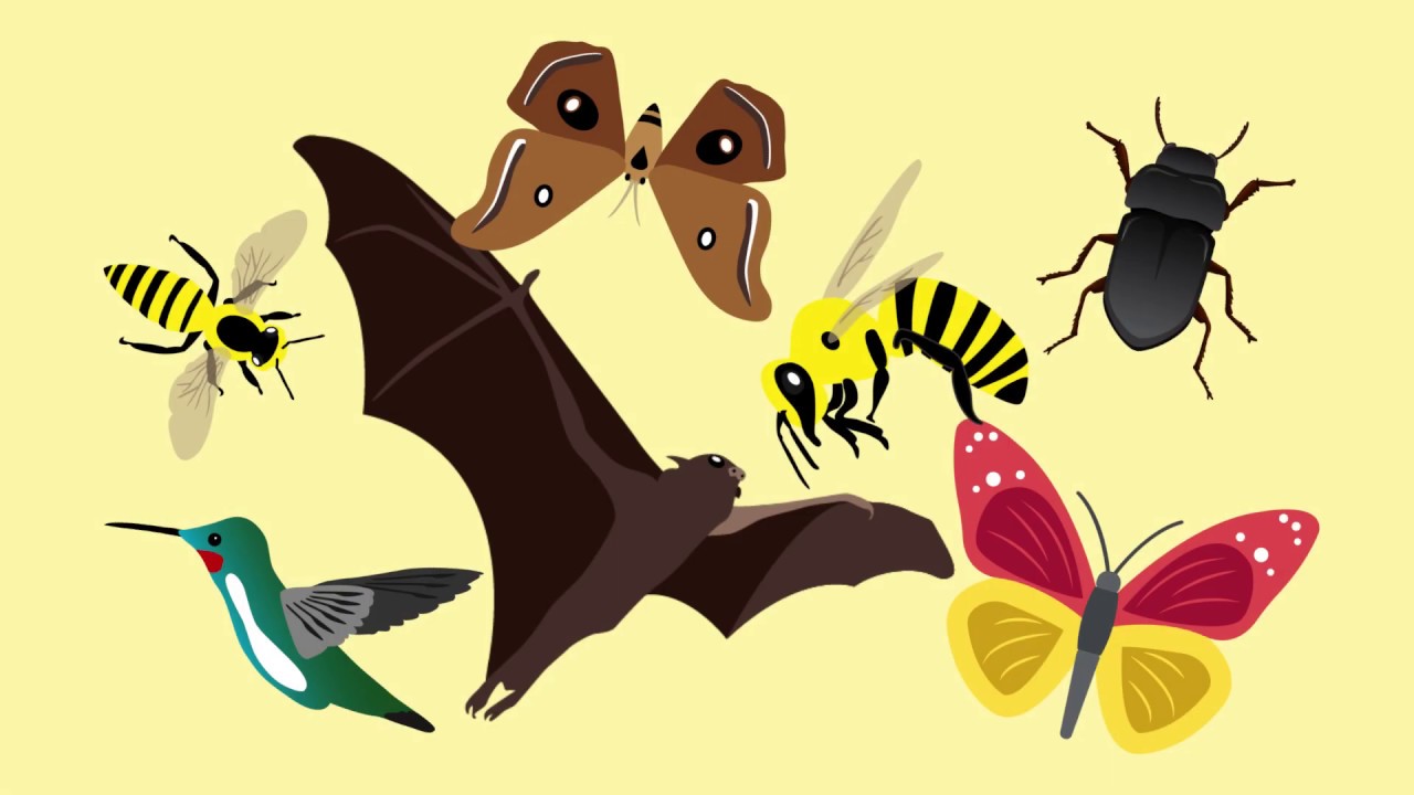 Pollinators Are at Risk—Animated Infographic - YouTube