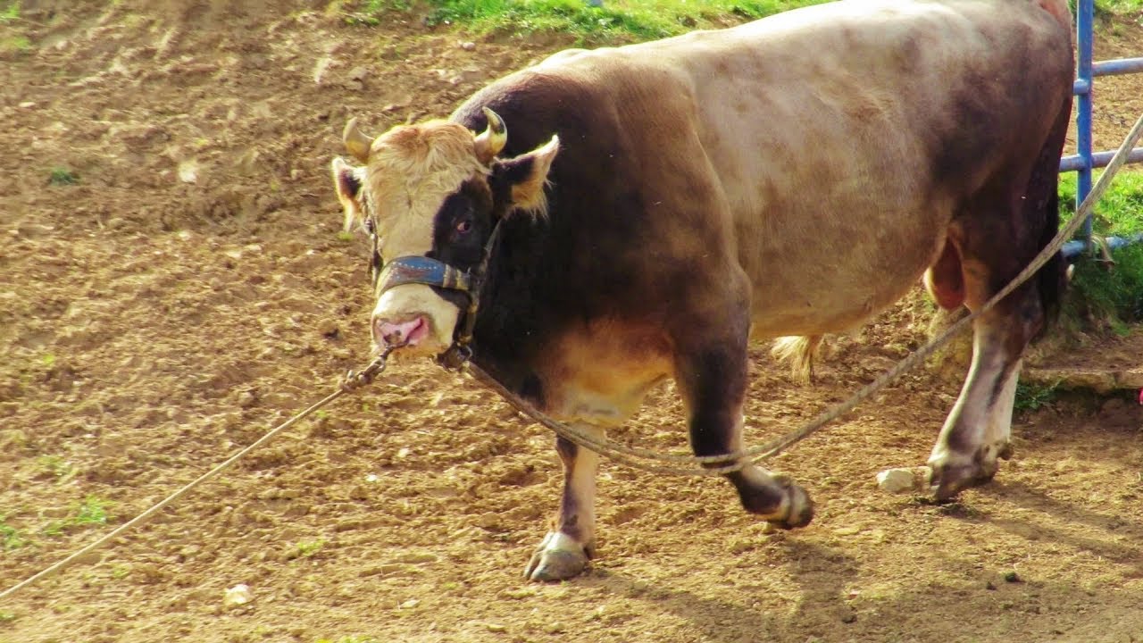 ZEĆO OD PERENDE U ARENI KUTANJA 2022 KORIDA - YouTube