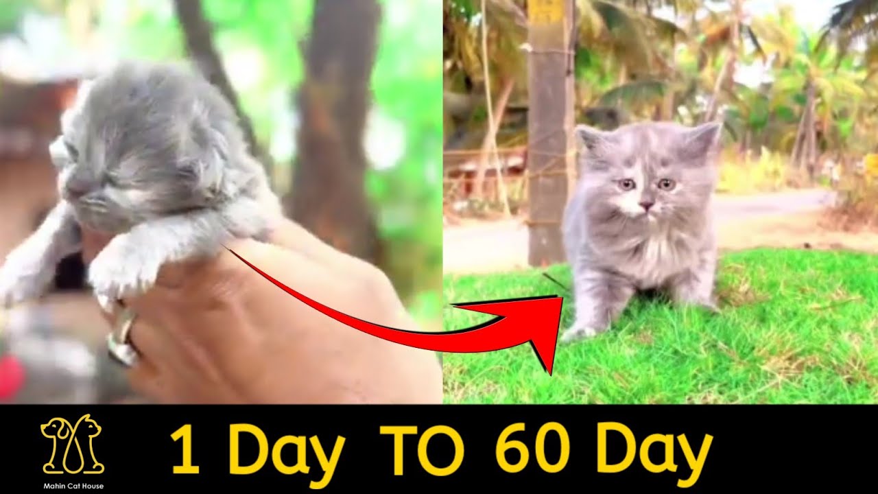 How Do Persian Cat Drow? 1Day To 60Day Drow Persian Cat!#cat #viralvideo #persiancat # ...