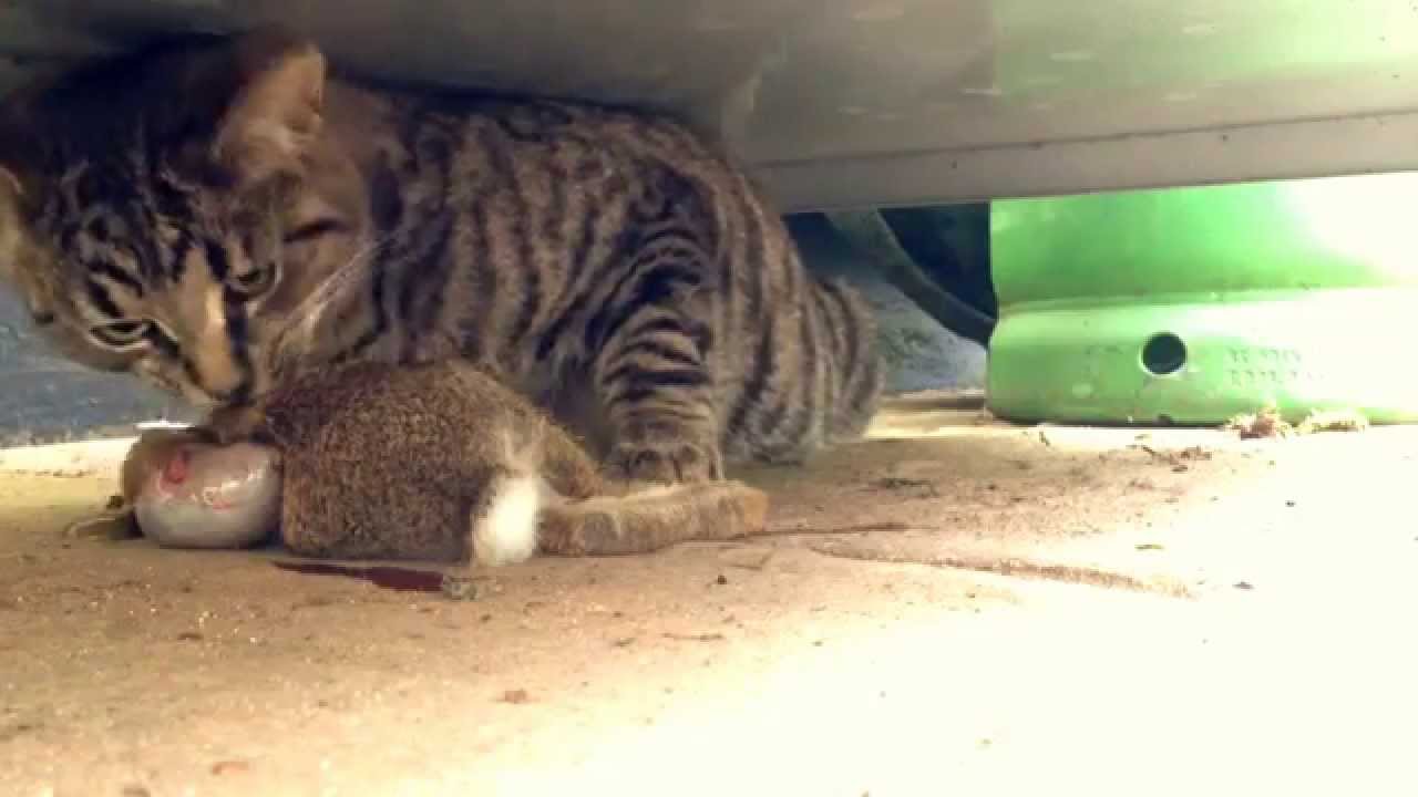 A Cat eating a whole Rabbit - Animals Heaven - YouTube