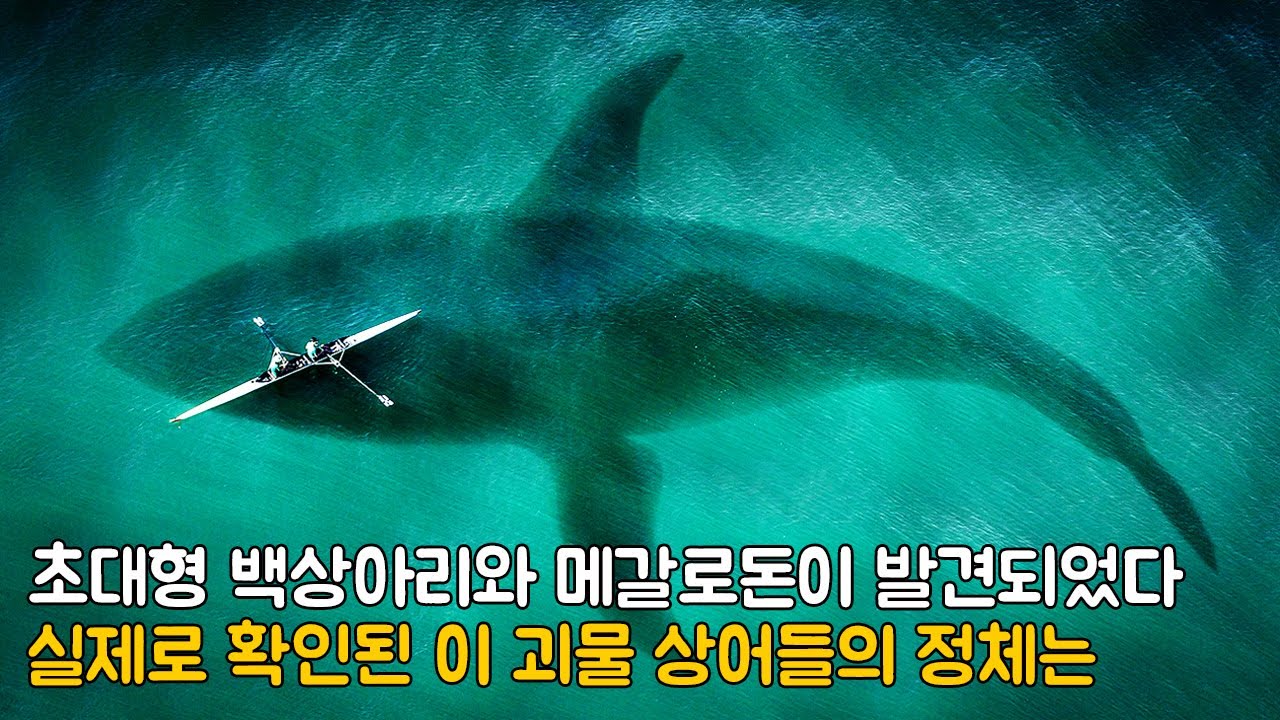 12 미터가 넘는 초대형 백상아리와 사라진 줄 알았던 메갈로돈이 심해에서 발견되었다 실제로 확인된 이 괴물 상어들의 정체는 Youtube