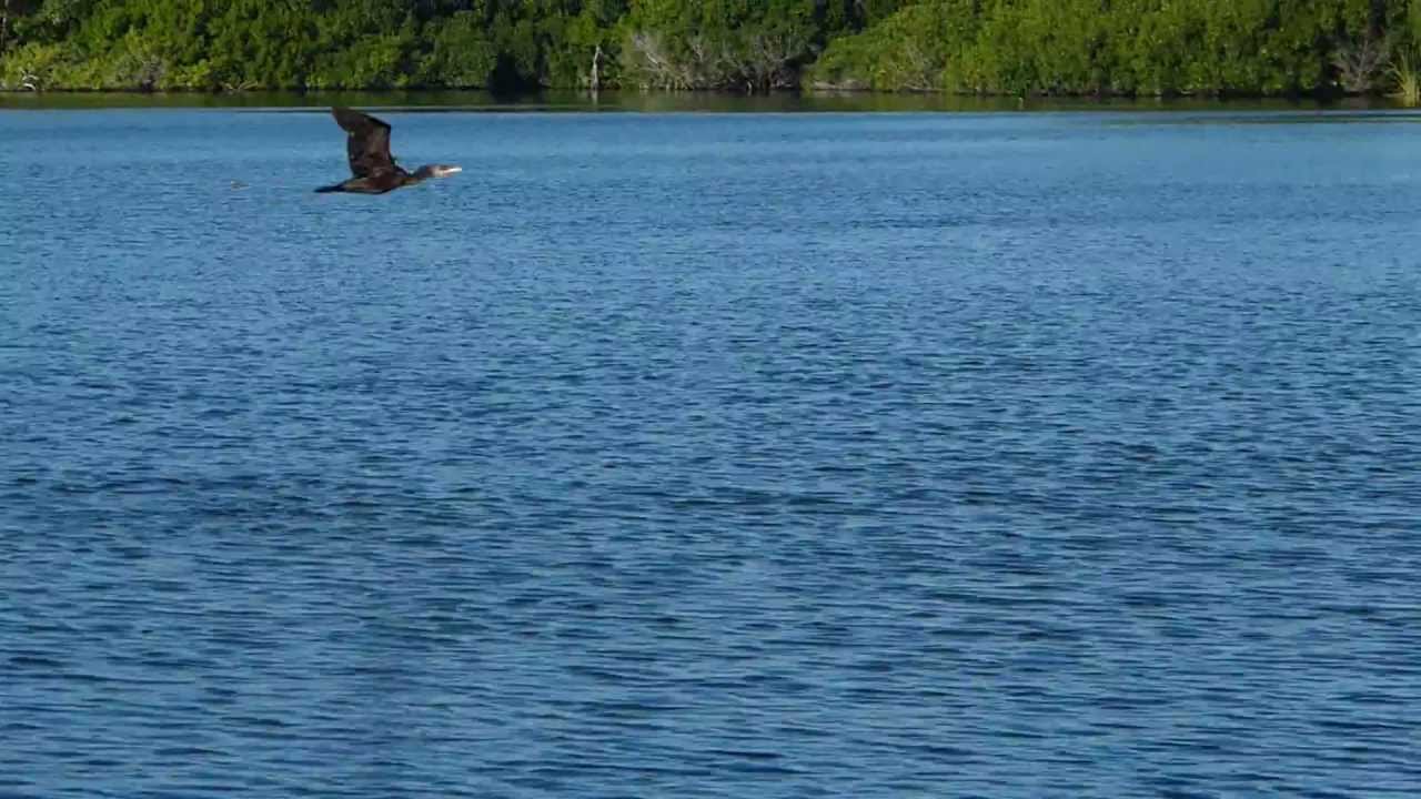 Jumping Fish. Paurotis Pond, Everglades National Park, Florida. 24 ...