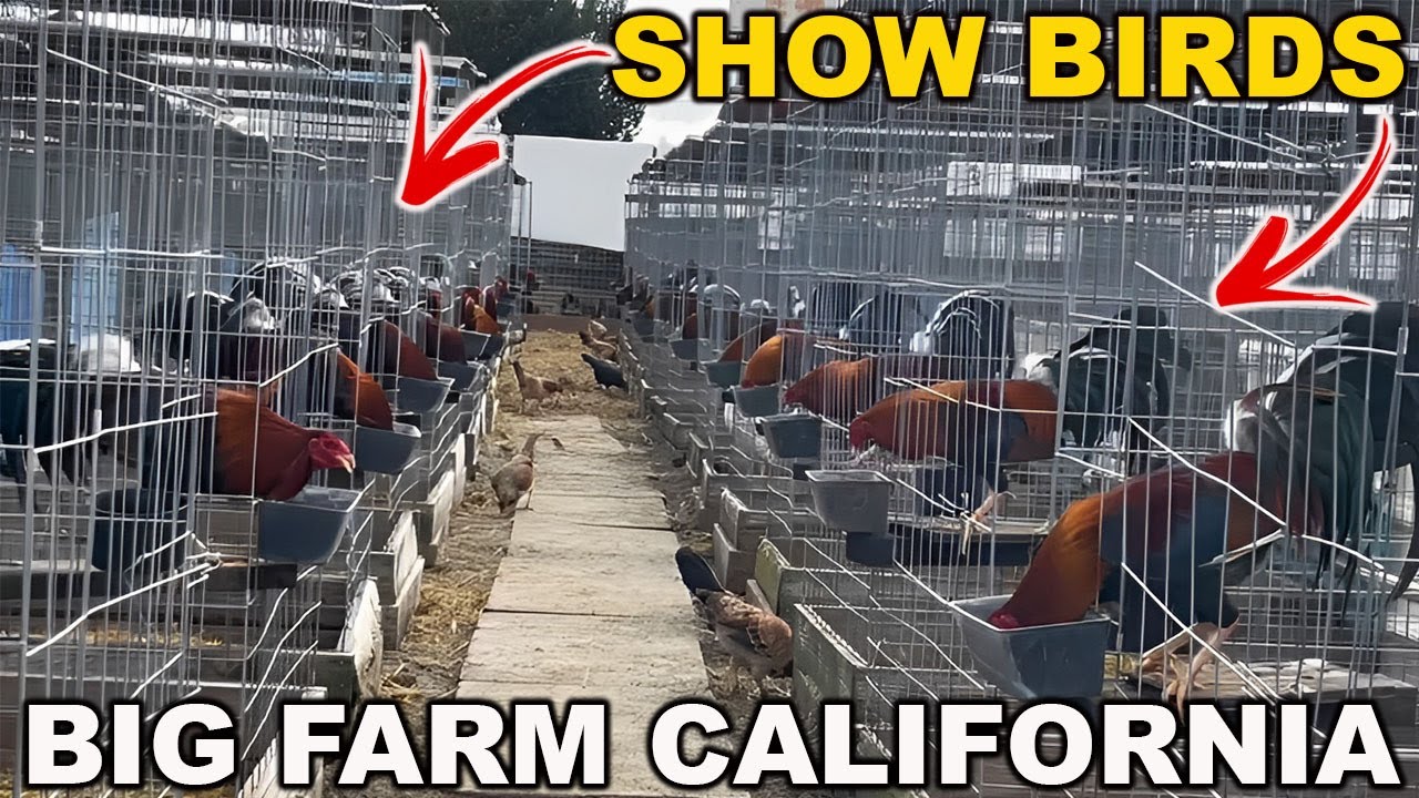 CALIFORNIA SHOW BIRDS - Spring Grove Farm | Big Farm Hollister ...