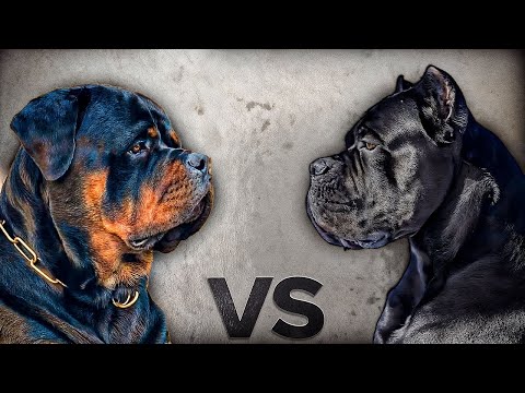 Cane Corso vs Rottweiler : Quel Chien de Protection Est le Plus Puissant ?