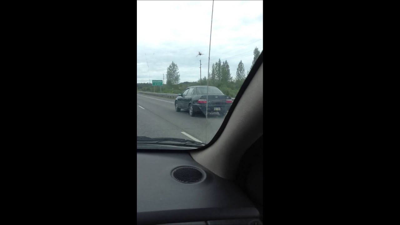 Caught licking the window - YouTube
