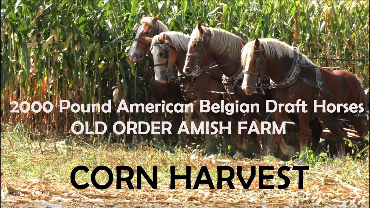 OLD ORDER AMISH Vintage Corn Chopper and Horses Filling Harvestore Silo ...