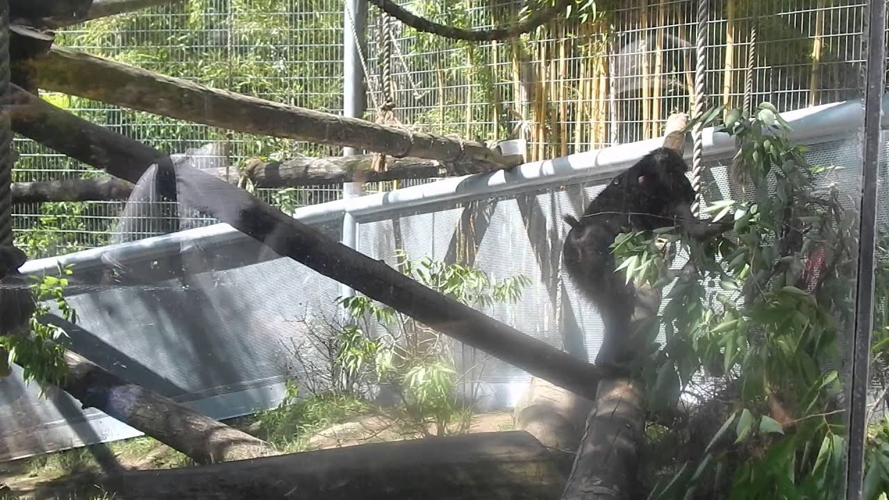 Monkey at the Oregon Zoo - YouTube