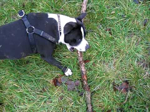 Vicious Staffordshire Bull terrier attack caught on video! - YouTube