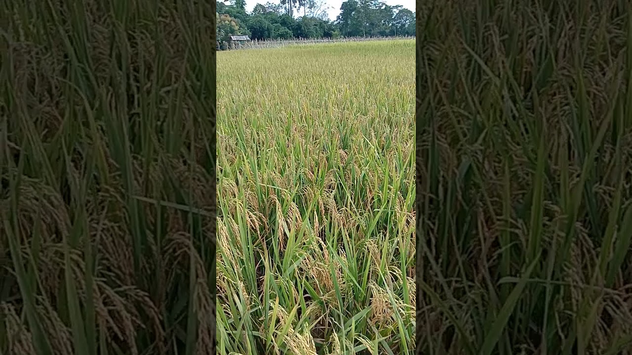Tanaman padi sudh menguning"siap di panen - YouTube