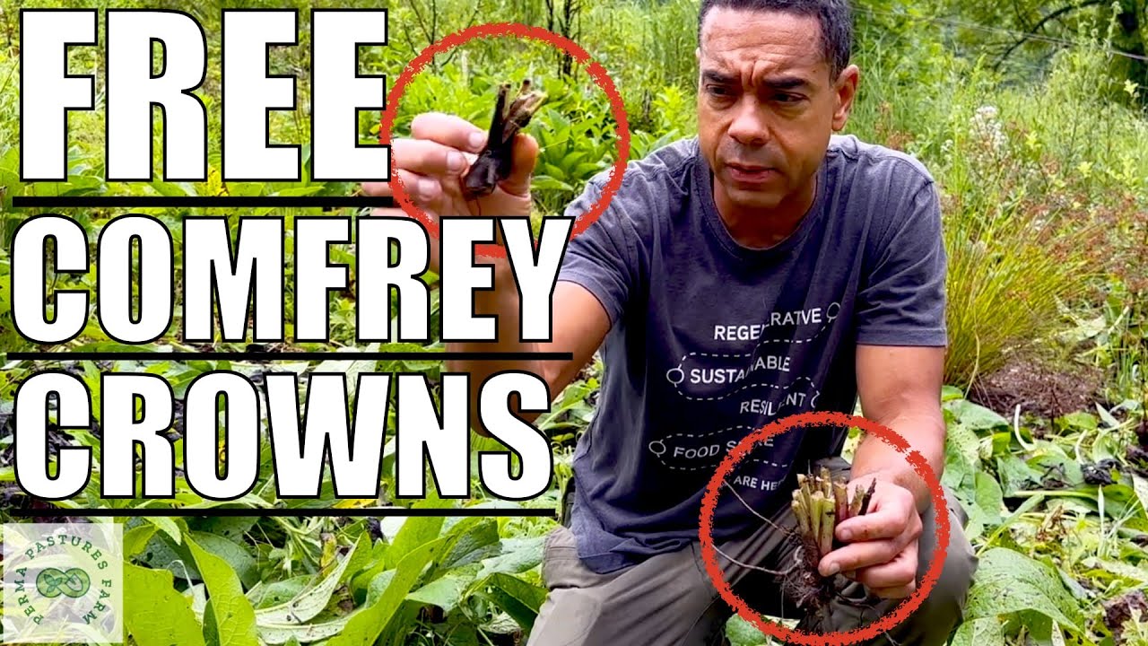 Comfrey Crown GIVEAWAY // How to Plant Comfrey Crowns - YouTube