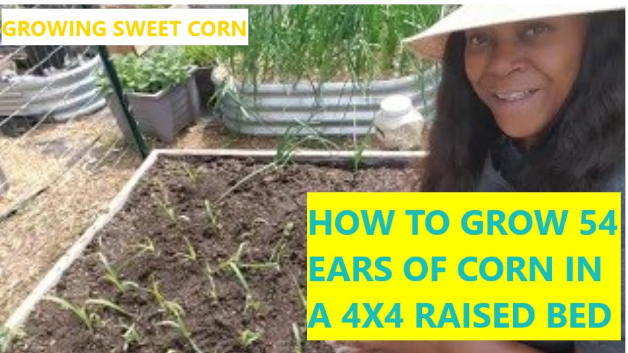 Planting Corn, Pole Beans, Sorrel, Bay Leaf and Tri Color Thyme | Three ...