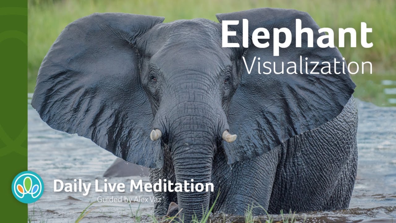 #174 Elephant Visualization Meditation | Be Sensitive to Others ...