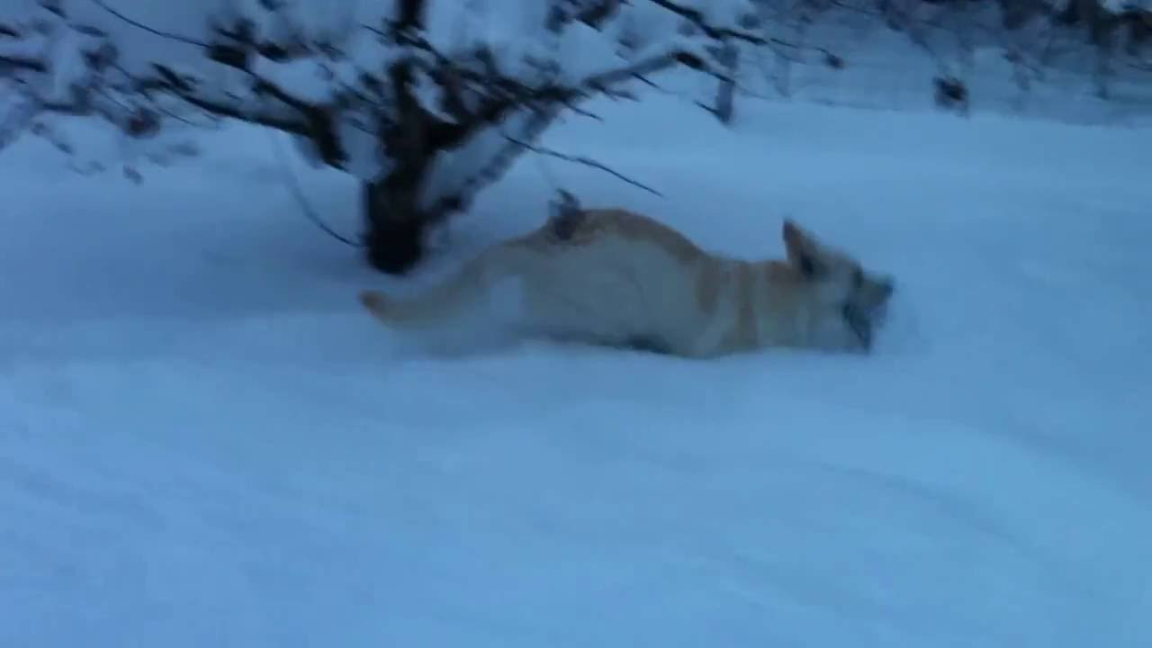 White Shepherd Tessie in the snow - YouTube