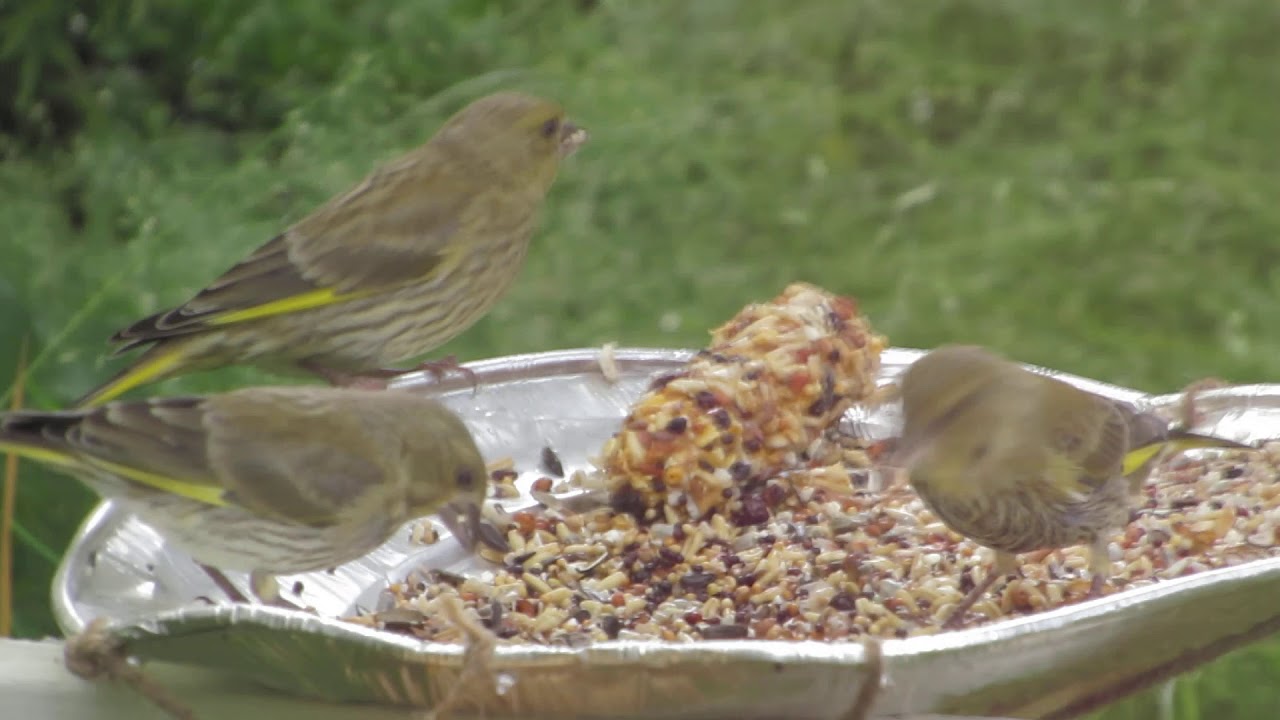 Bird's garden .. green finch - YouTube
