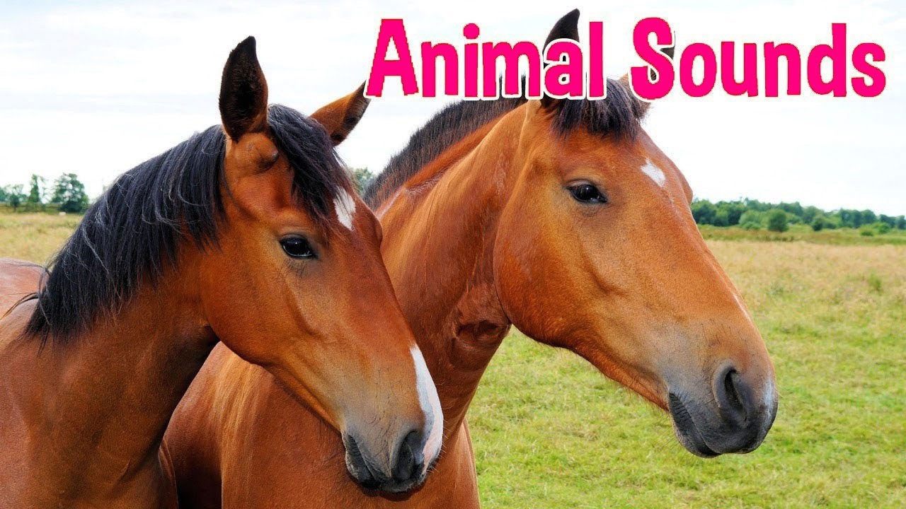 Animal Sounds for Children (20 Amazing Animals) - YouTube