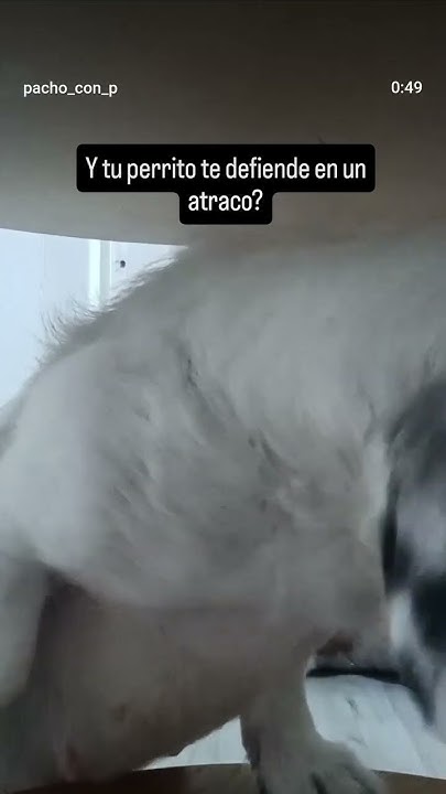 y tu perrito como reactionary en caso de atraco? - YouTube