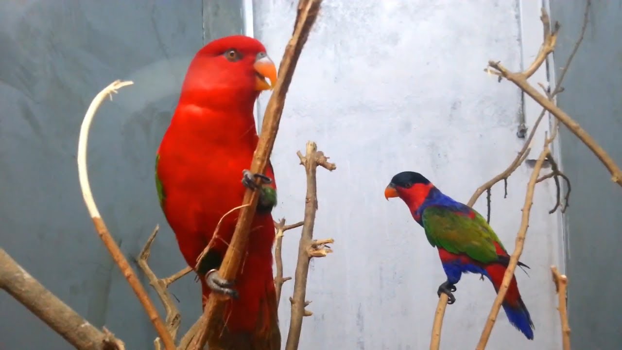 Mini Zoo - Zeeshan Azeem Hyder Park - YouTube