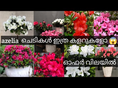 ഒരുപാട് azalia പ്ലാന്റ് വന്നിട്ടുണ്ട് ഓഫർ വിലയിൽ ഓർഡർ ചെയ്യാ ...