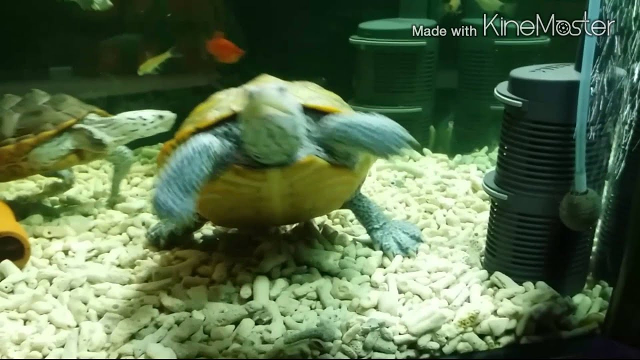 Diamondback terrapin tank cleaned - YouTube