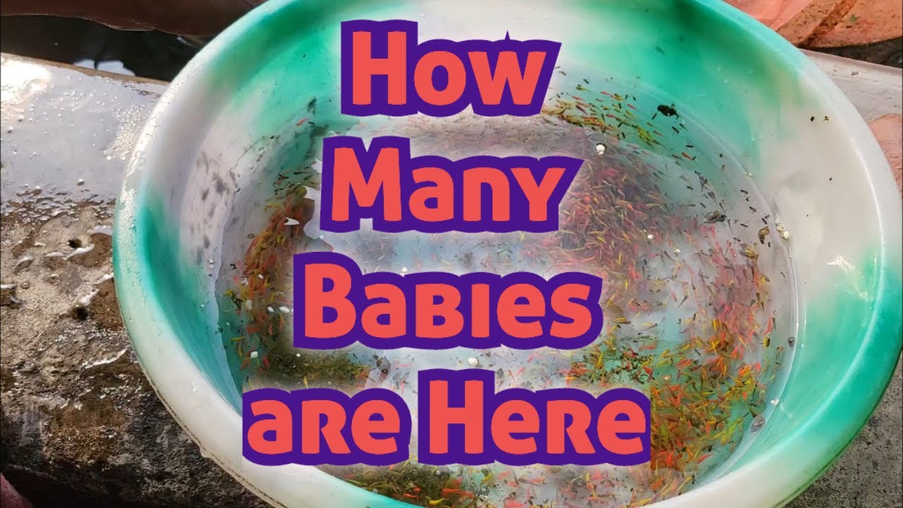 Color Widow Fish Baby Moved to Pond | Color Widow Fish Breeded - YouTube