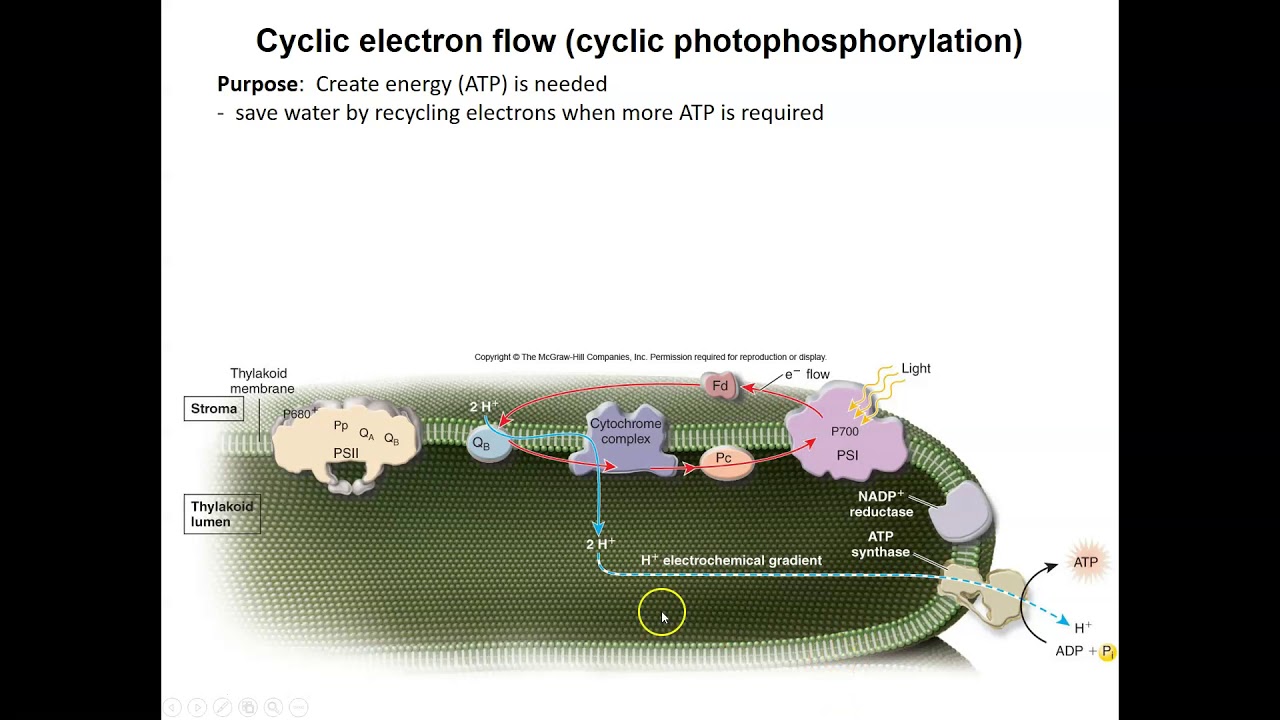 Cyclic Photophosphorylation Mcgraw Hill