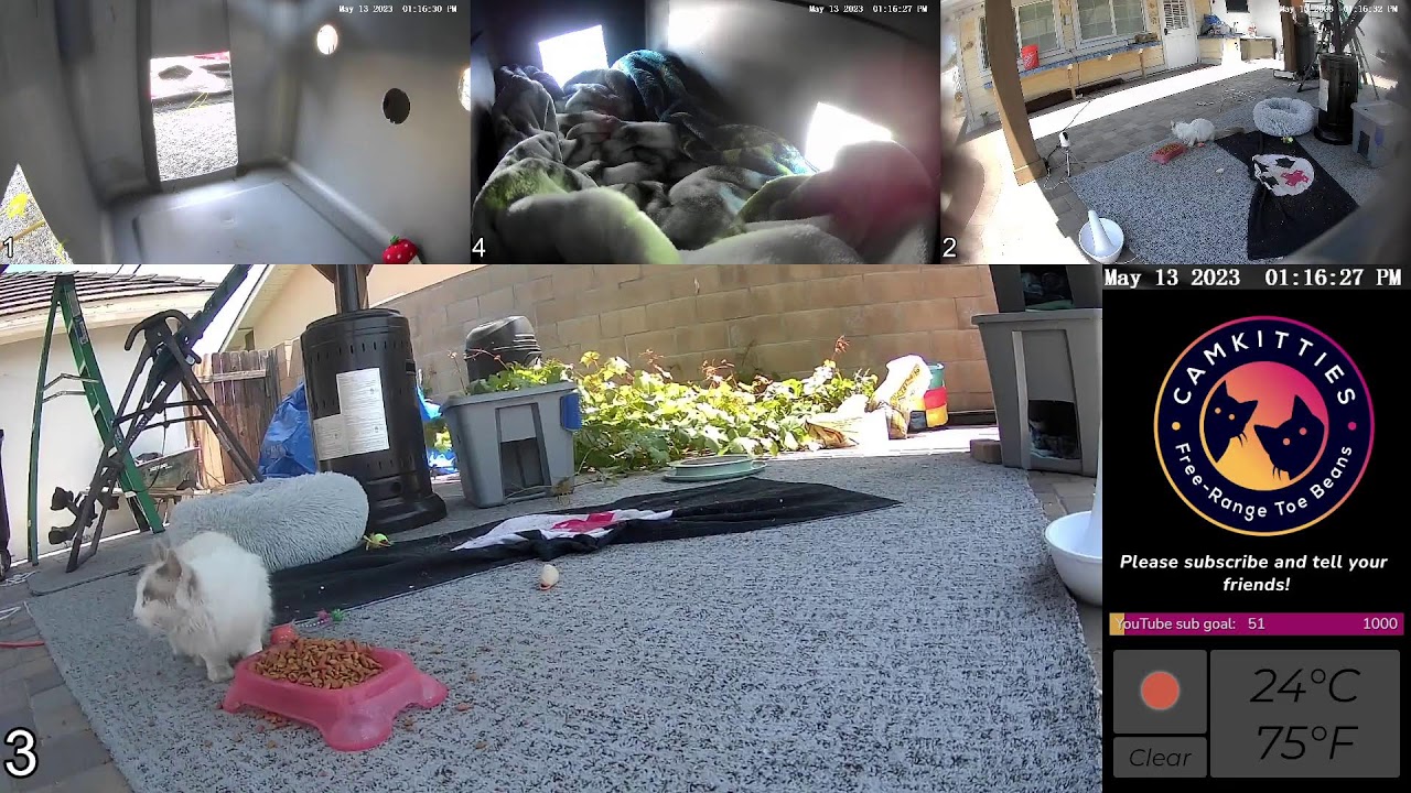 CamKitties: Just your friendly neighborhood cats - YouTube