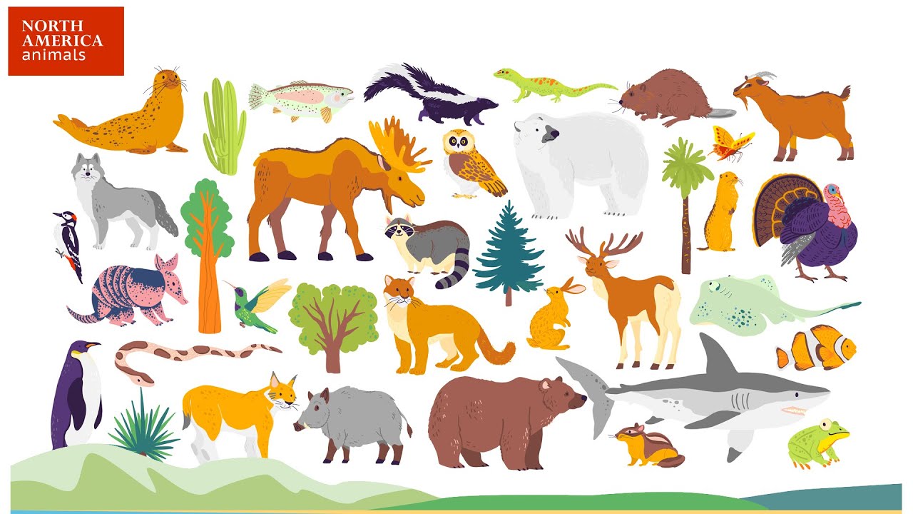 Wildlife Wonders of North America's Most FASCINATING Creatures! - YouTube
