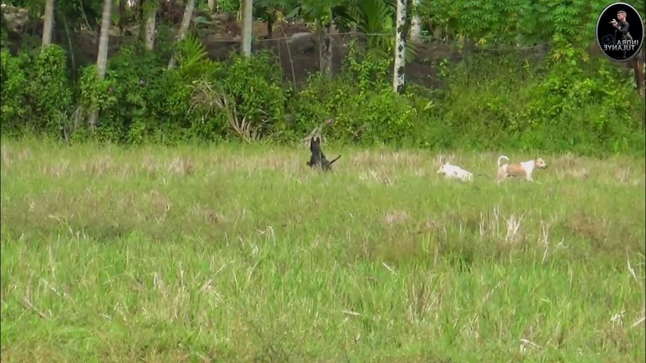 2 ekor anjing pemburu lansung tancap gas ke dalam hutan memburu hama babi || arena buru babi ...