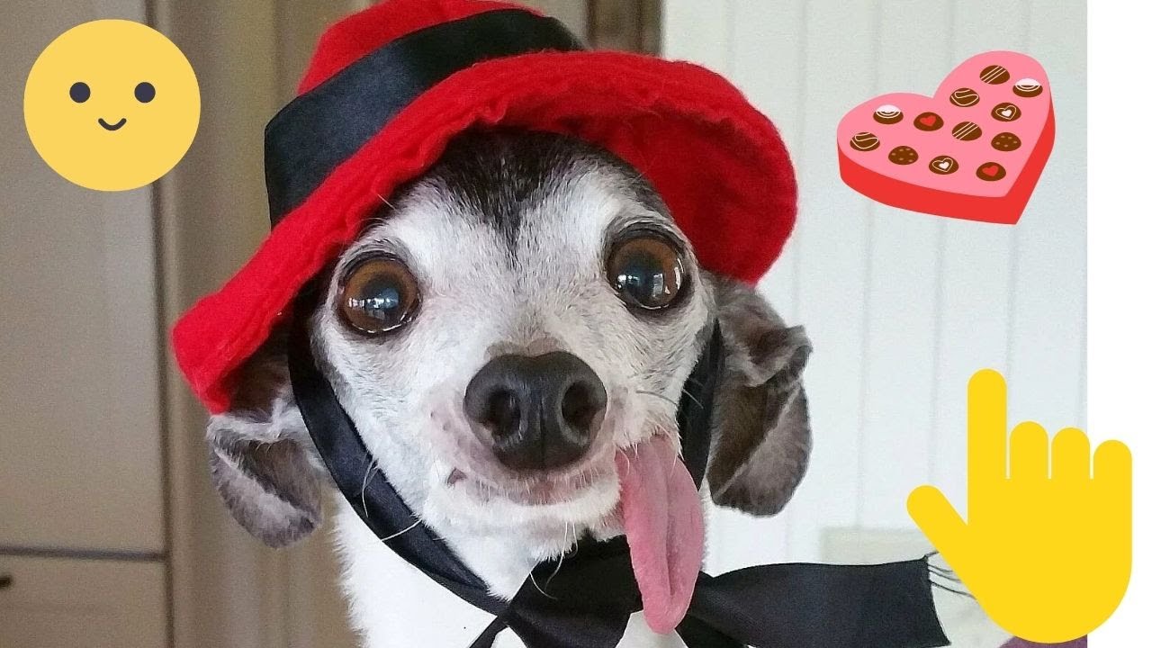 very funny dogs will make you smile and cheer you up - YouTube