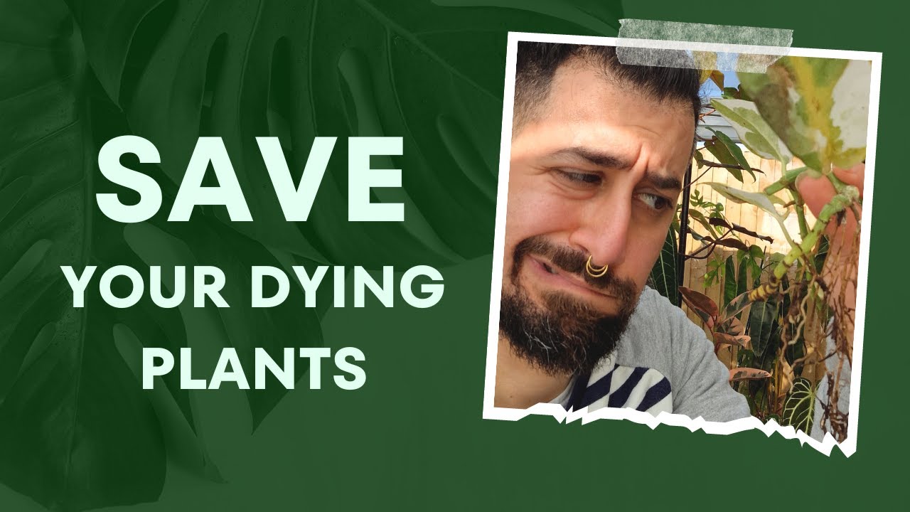 The Ultimate 7-Step Guide to Saving Struggling Houseplants | Master ...