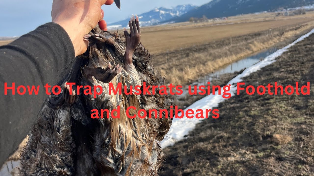 How to Trap Muskrats using Footholds and Connibears - YouTube