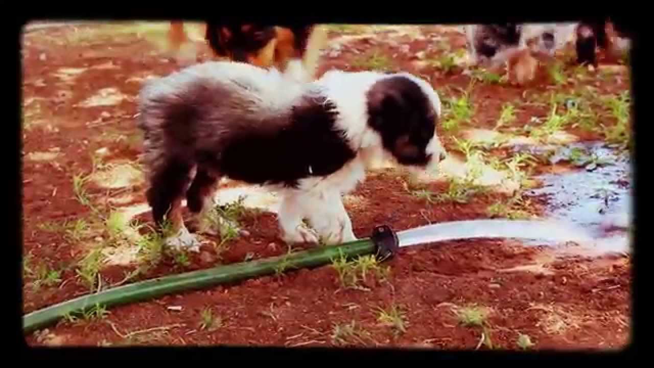 Lazy D Ranch aussie puppies at play - YouTube