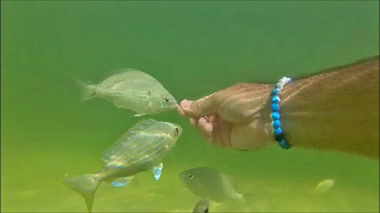 The Sandbar at Anclote Key - YouTube