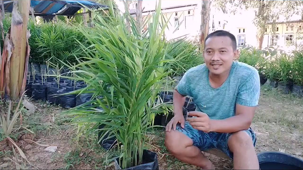 #Jahemerah #Organik review jahe merah umur 5 Bulan dan cara tanam jahe ...