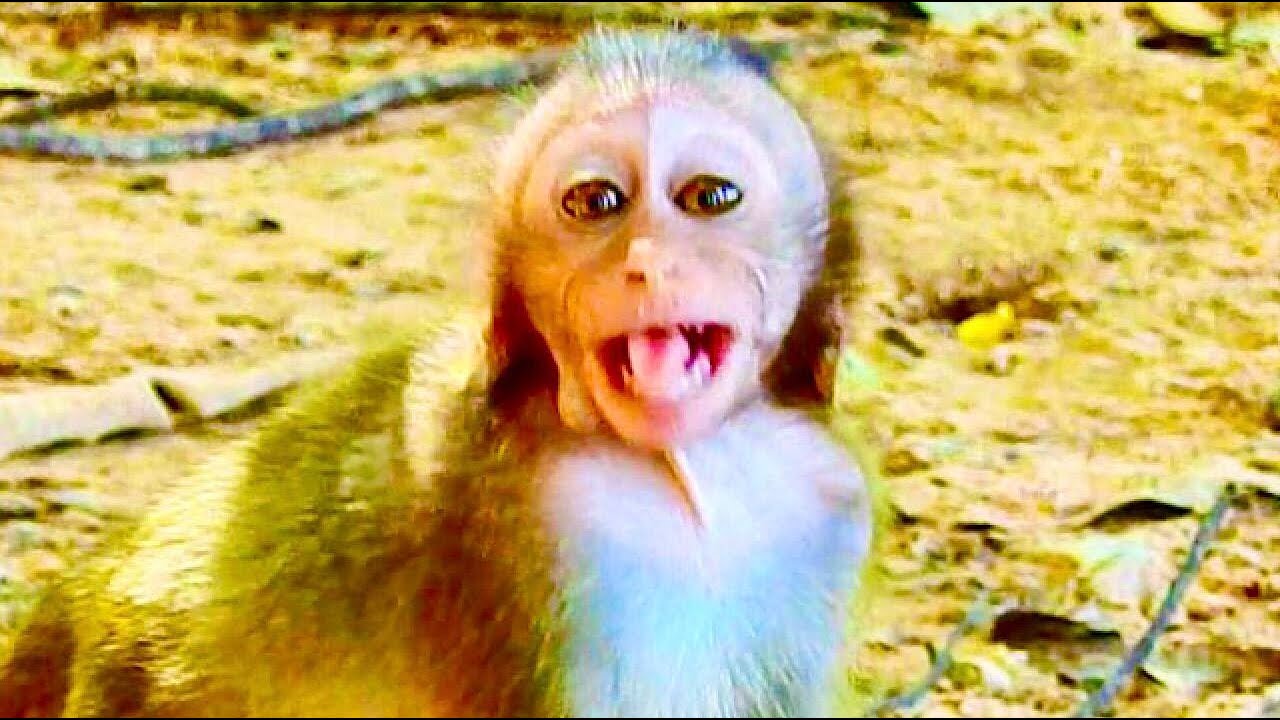 Blaze Very Broken Heart With Lucas, Blaze Trying Call For Big Man Balu ...