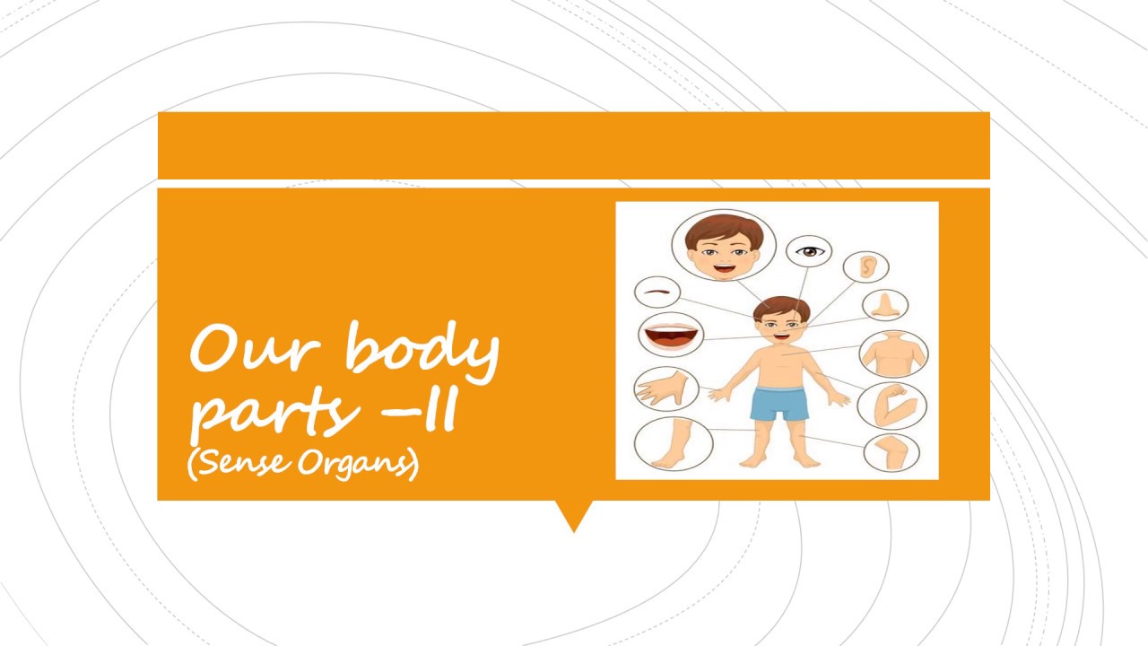 DAV-Our body parts ppt 2 sense organs - YouTube