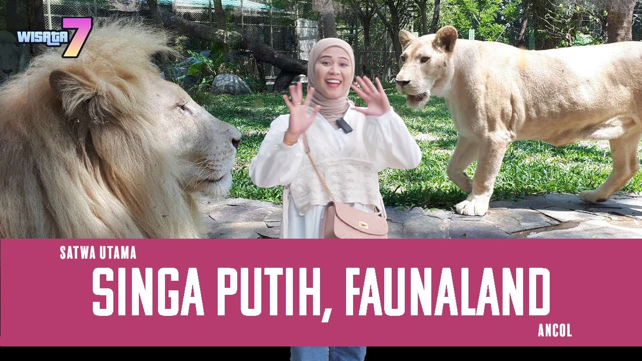 SINGA PUTIH, SATWA UTAMA FAUNALAND - YouTube