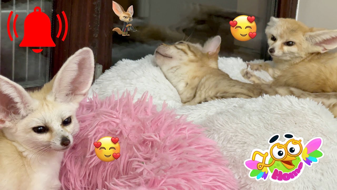 Naomi cat in love with foxes - YouTube