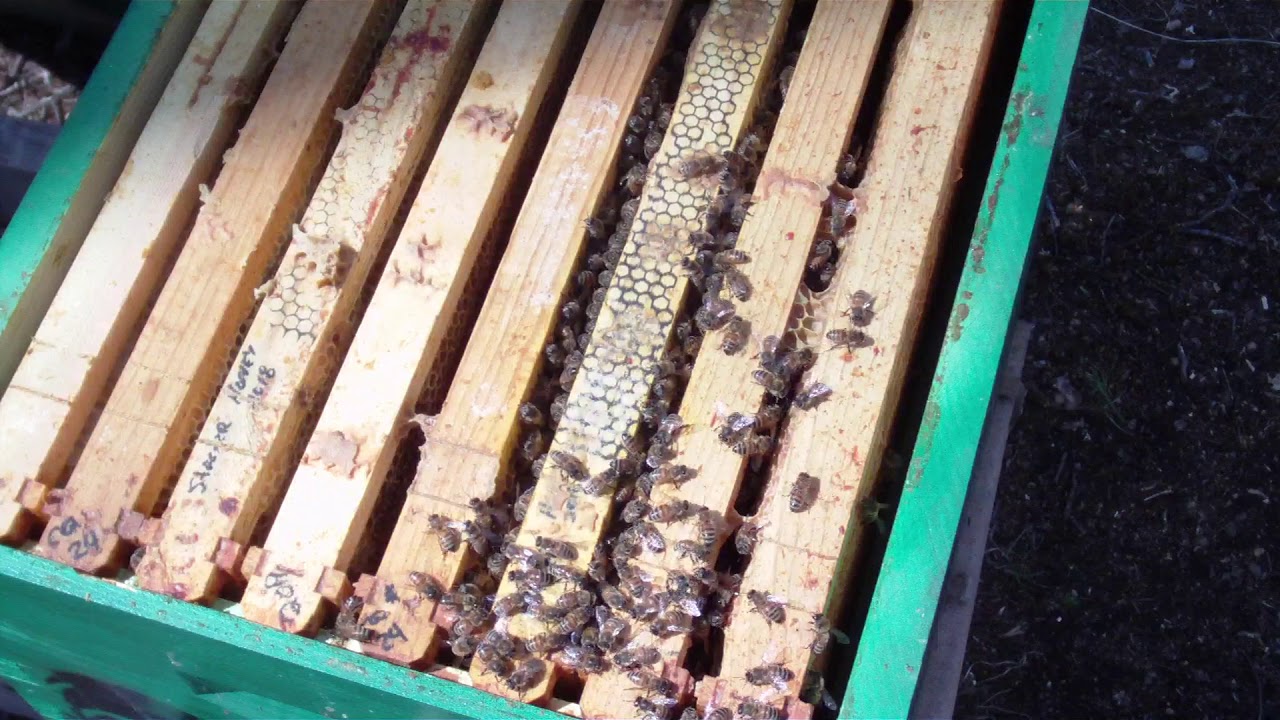 BEE INSPECTION ( April 7, 2020 ) Only hive that made though winter ...