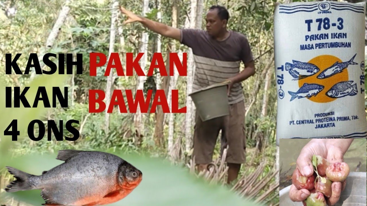 Budidaya Ikan Bawal Memberi Pakan Ikan Bawal 4 Ons Budidayaikanbawal