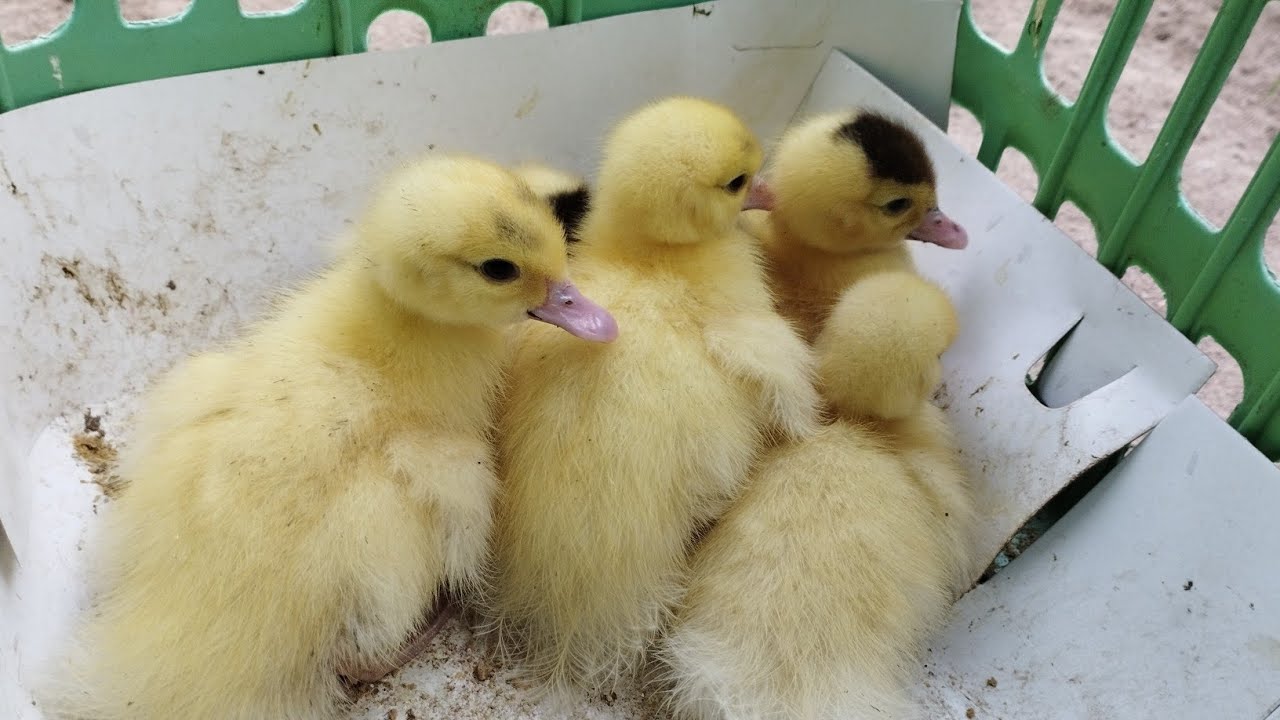WOW!!! Ducklings Jump in Basket - Ducklings cute - Baby Duck - YouTube