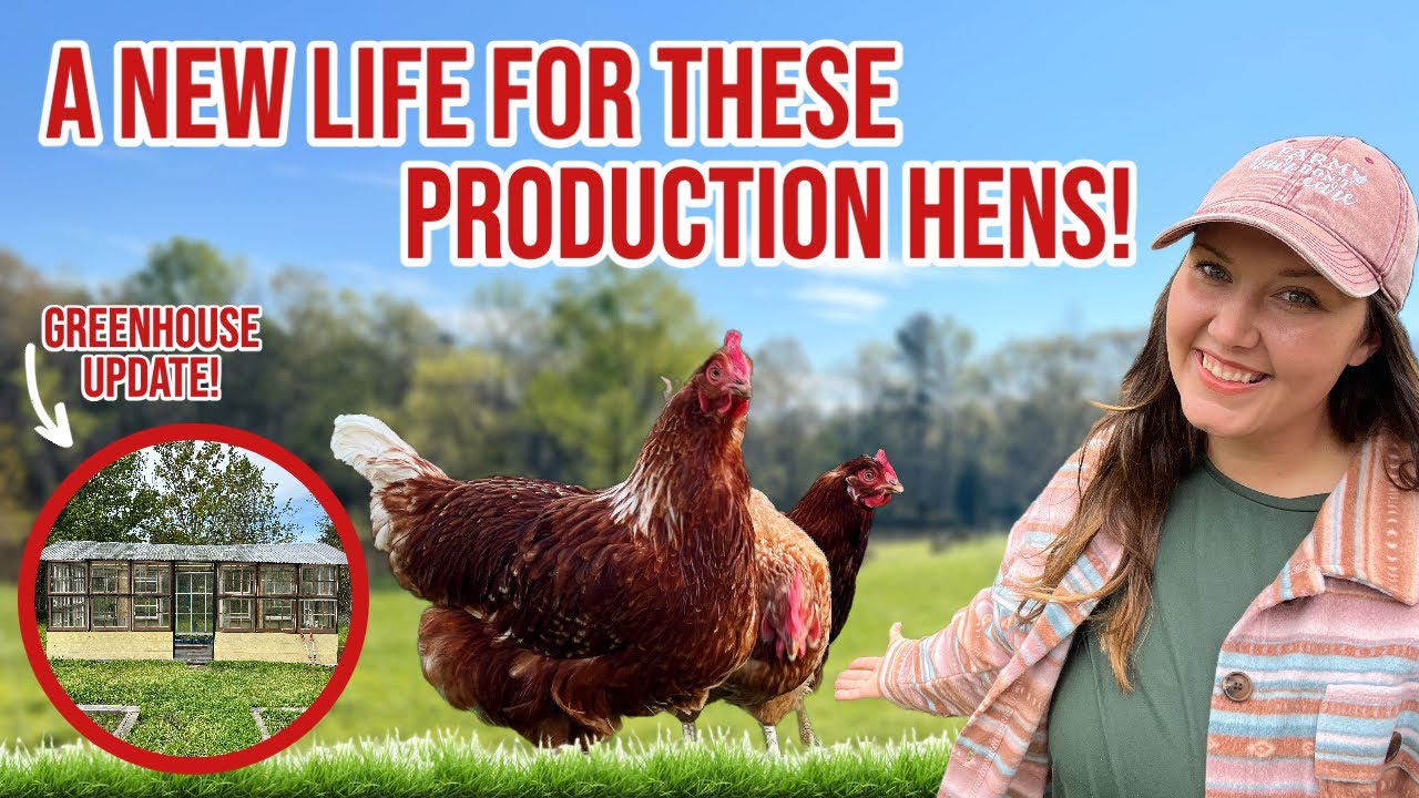 Life is GOOD on the Homestead for these Rescue Hens | Greenhouse, Goose ...