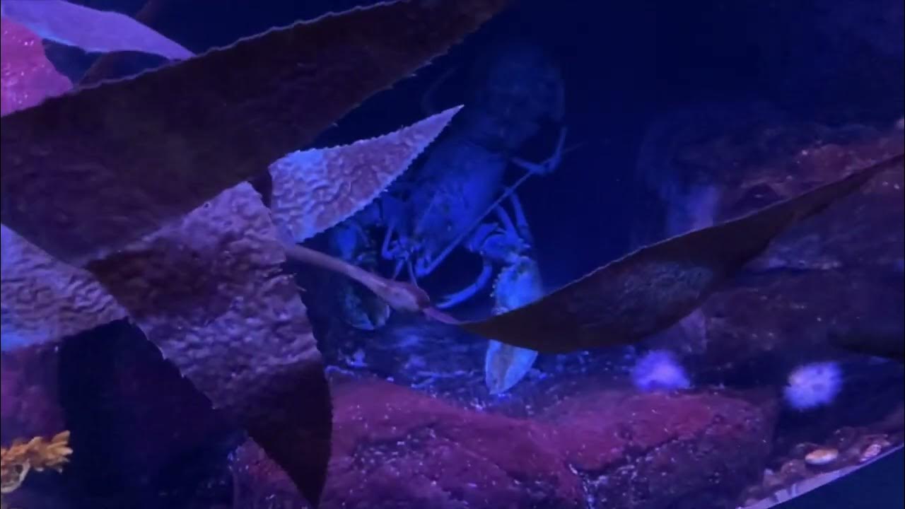 Ripley's Aquarium Of Canada (Walkthrough) - YouTube