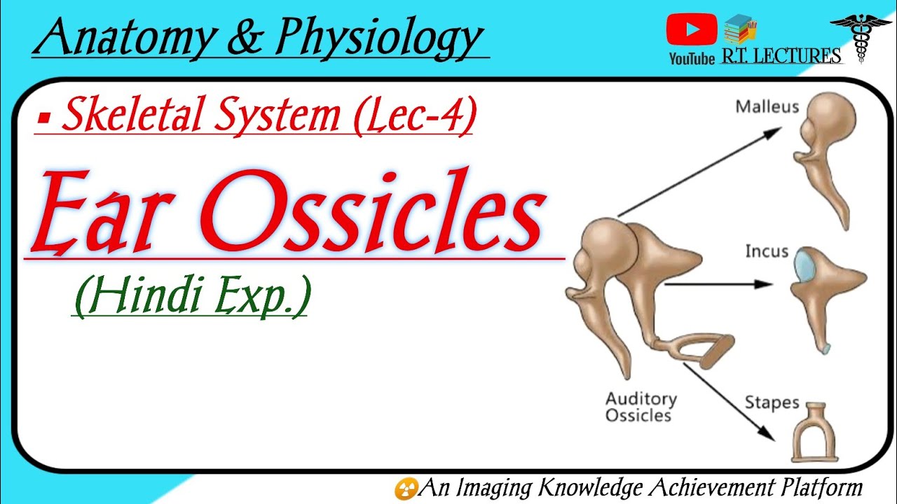 Ear Ossicles || Associated Skull Bones || Auditory ossicles || Anatomy ...