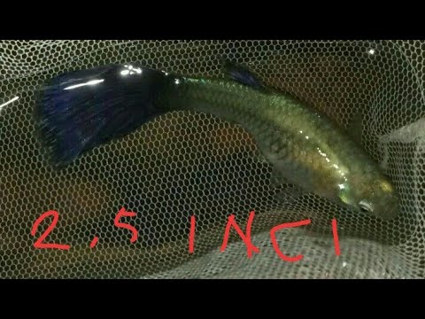 Giant guppy fish 2.5 inci/6cm + - YouTube